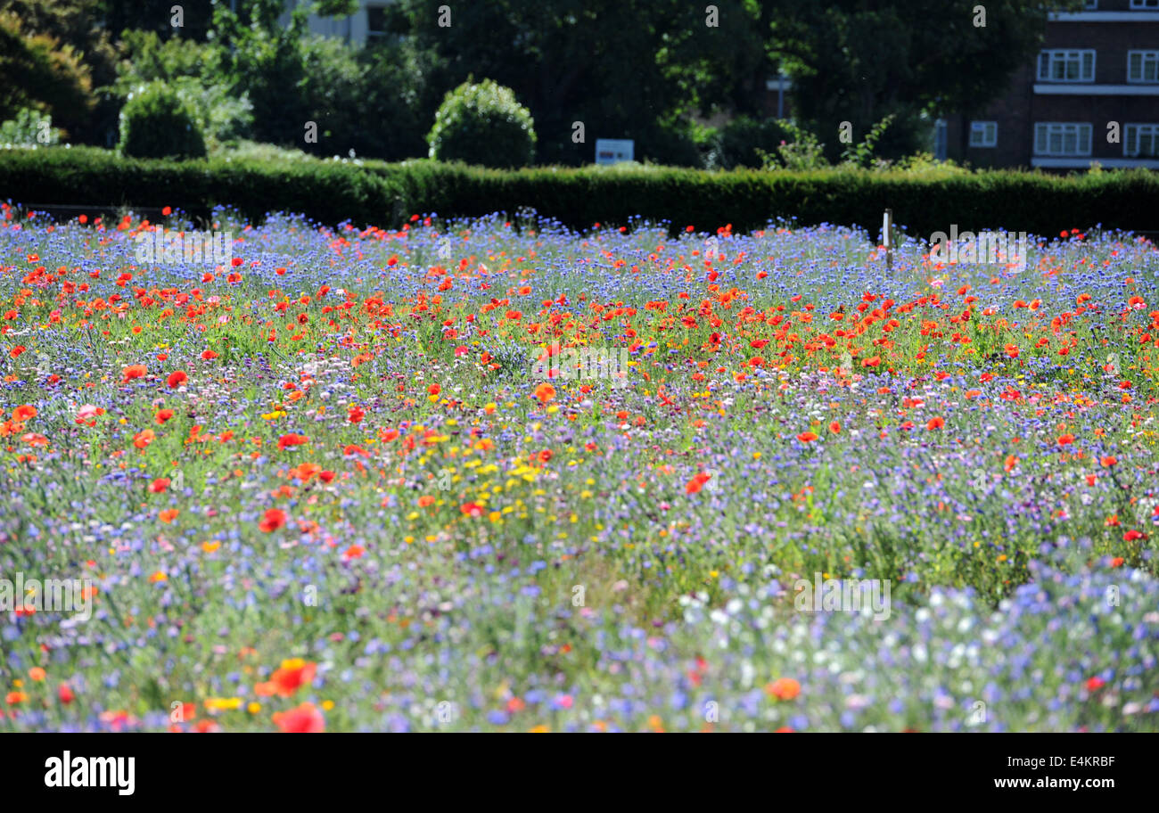 Brighton, Sussex, UK. 14th July, 2014. People enjoy the hot summer ...