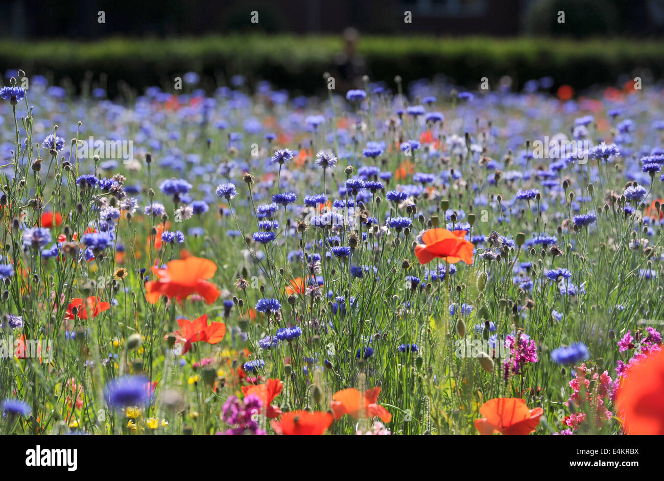 Brighton, Sussex, UK. 14th July, 2014. People enjoy the hot summer ...