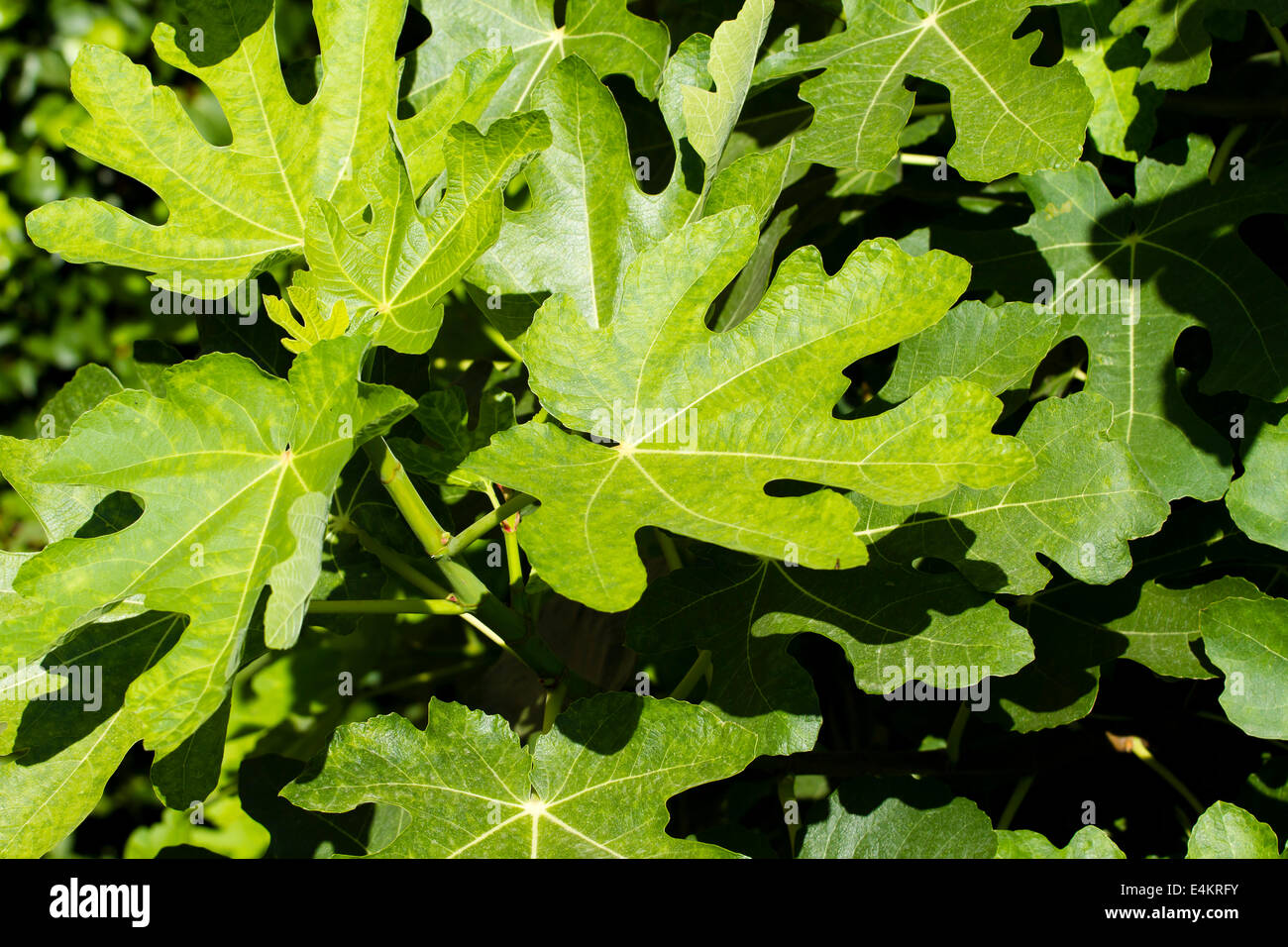 leaf natural background Stock Photo - Alamy
