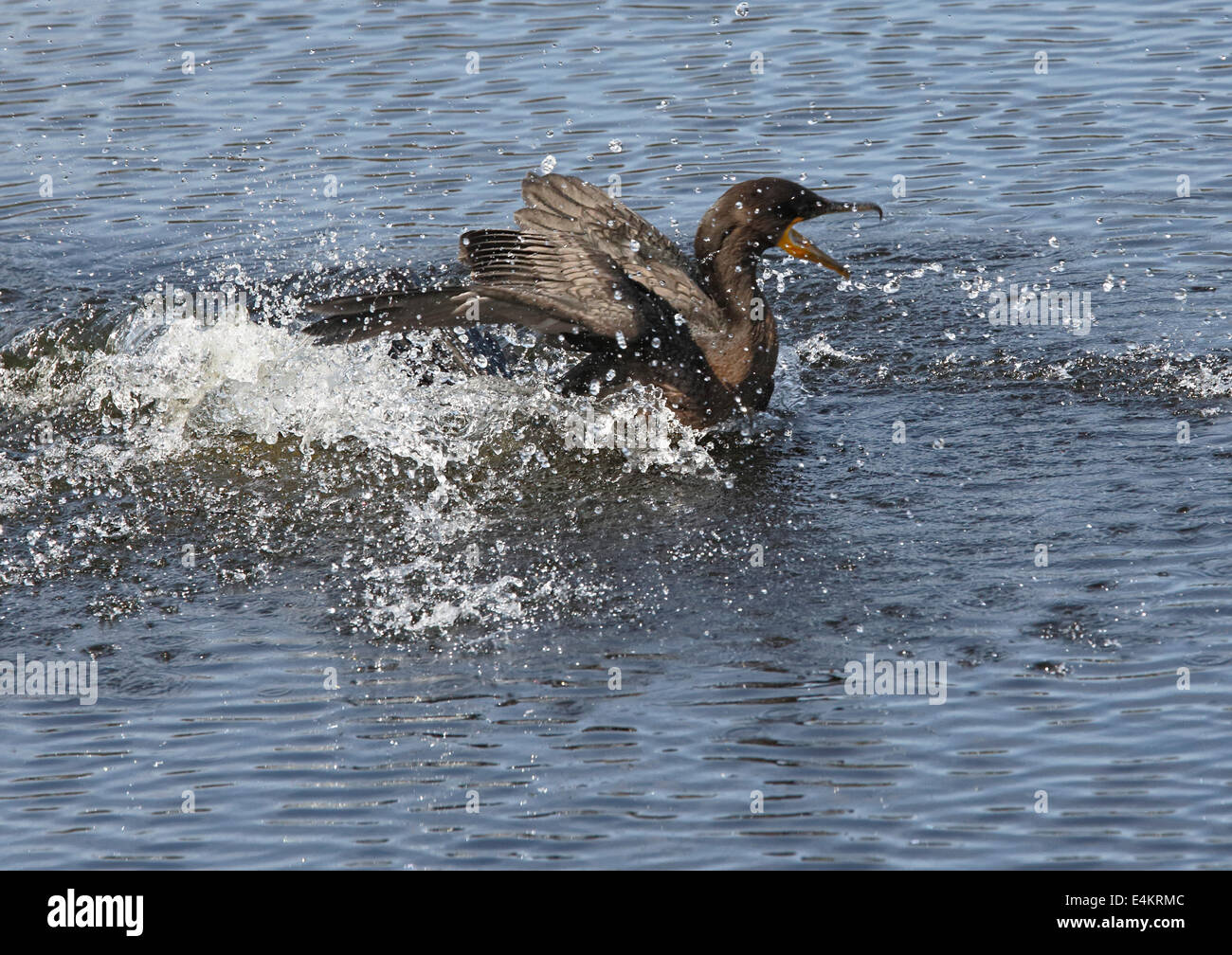 Cormorant splashing hi-res stock photography and images - Alamy