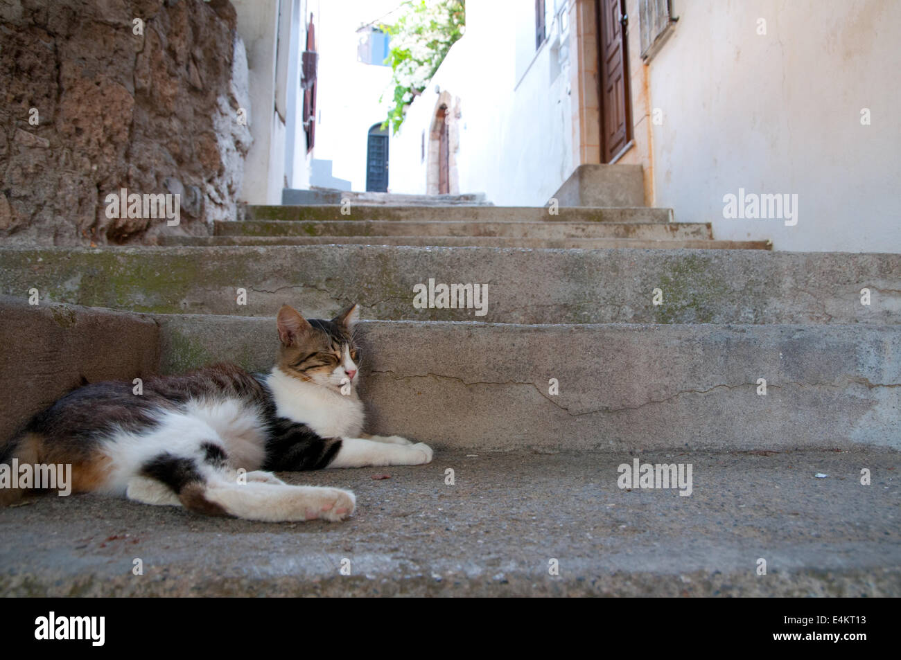 Cat snoozing in narrow alley in Lindos, Rhodes, Greece Stock Photo - Alamy