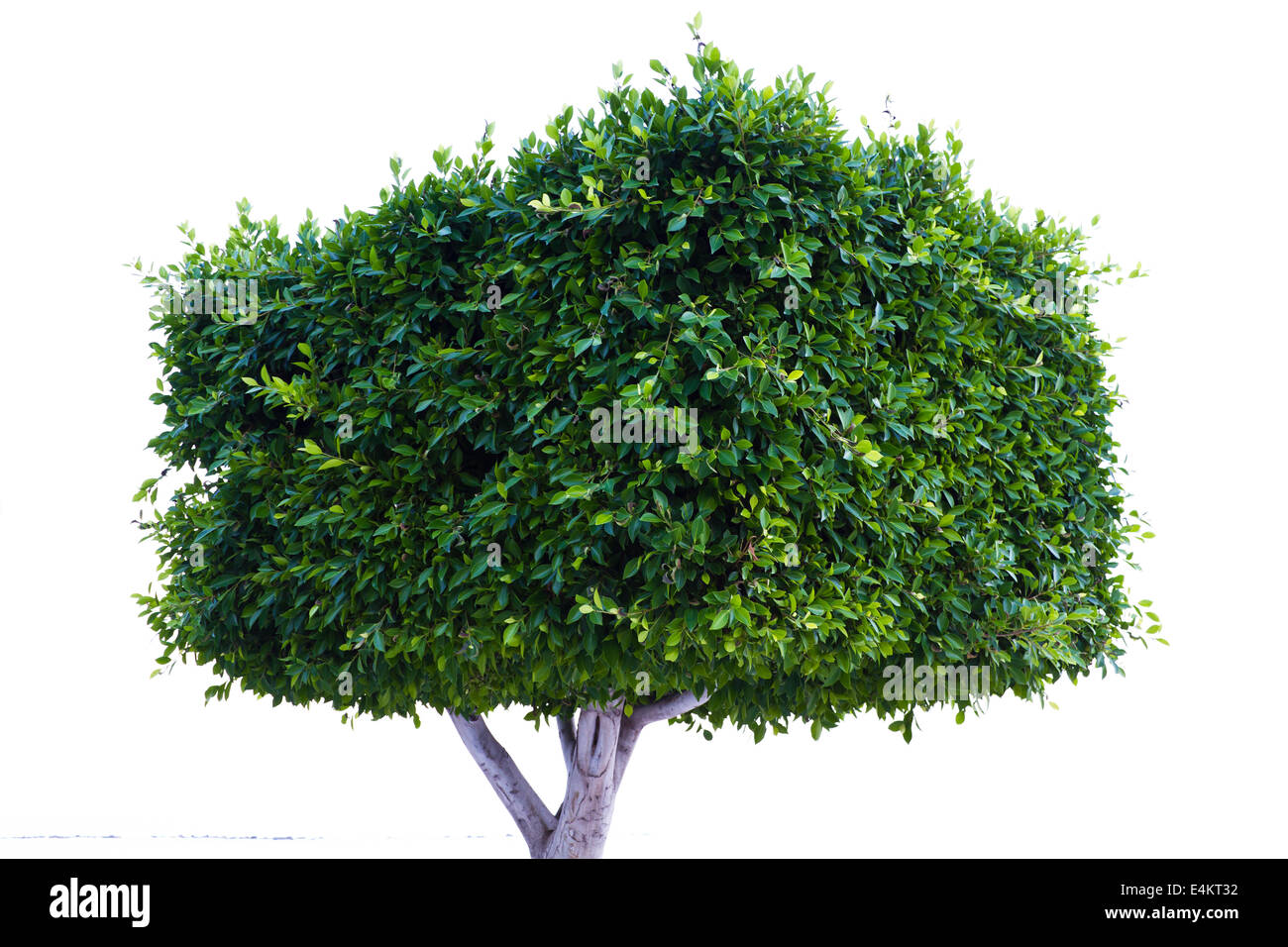 Walnut juglans regia single tree Cut Out Stock Images & Pictures - Alamy