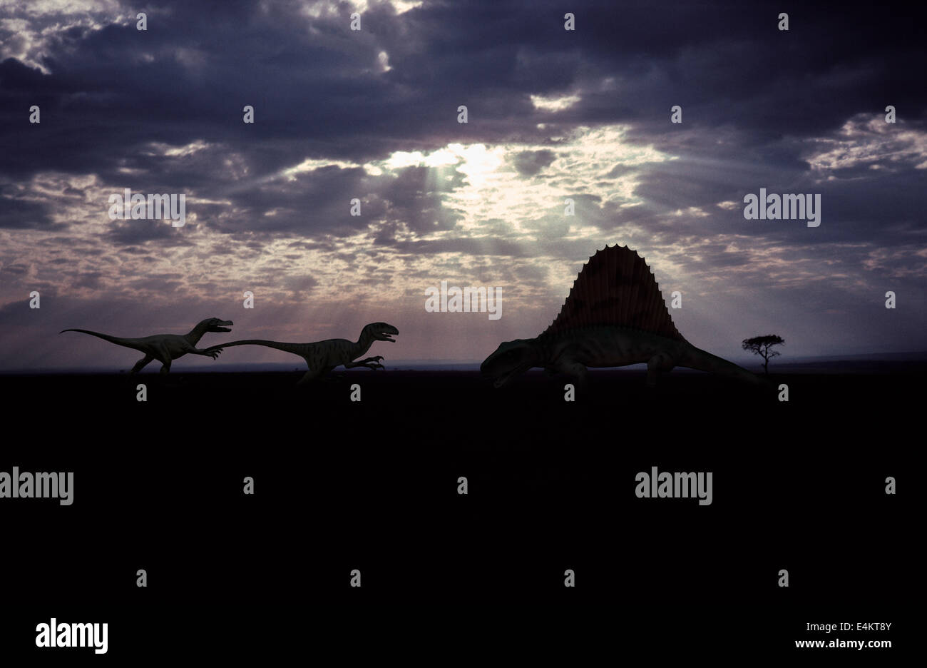 Velociraptor dinosaurier hi-res stock photography and images - Alamy