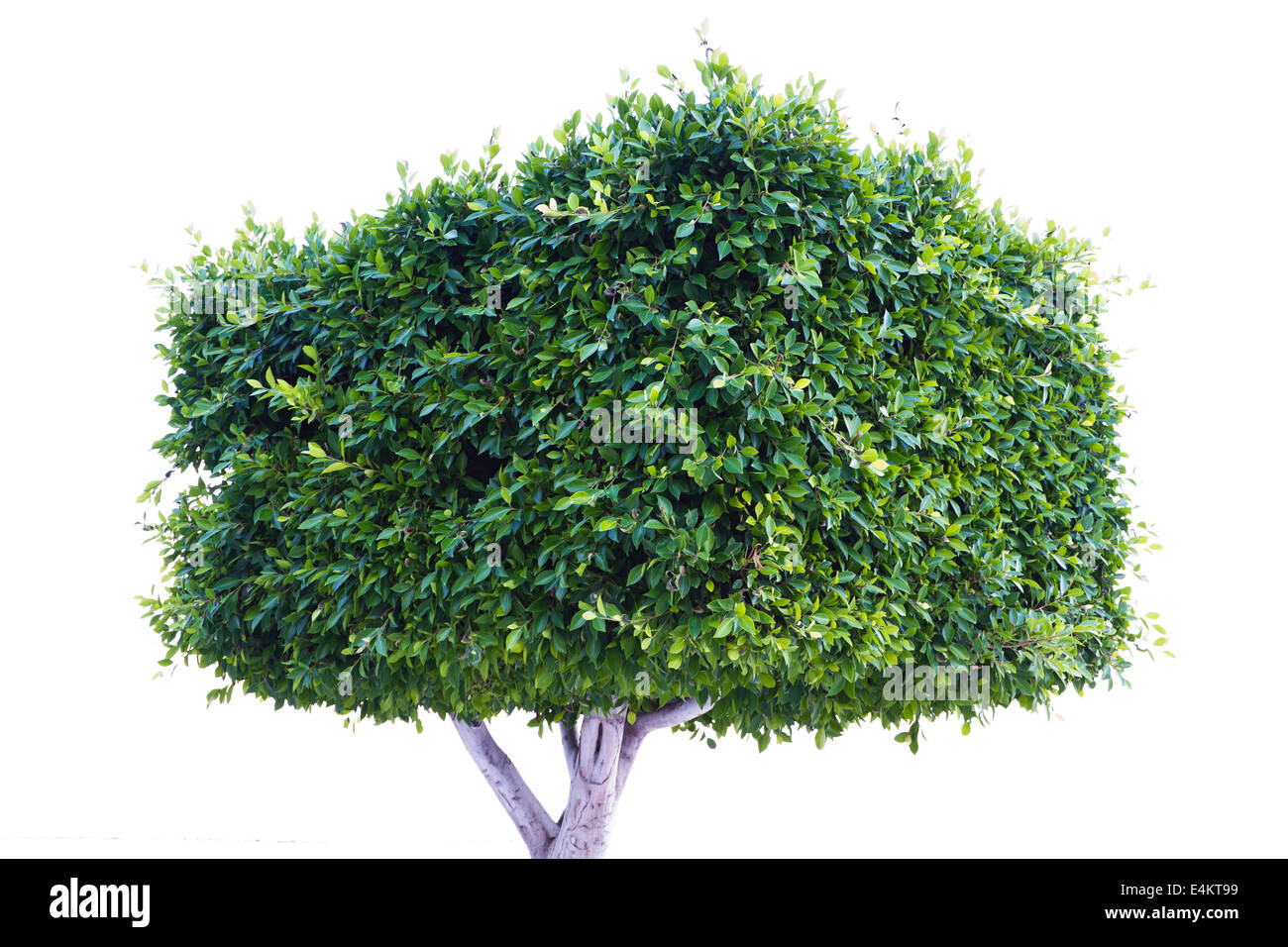Walnut juglans regia single tree Cut Out Stock Images & Pictures - Alamy