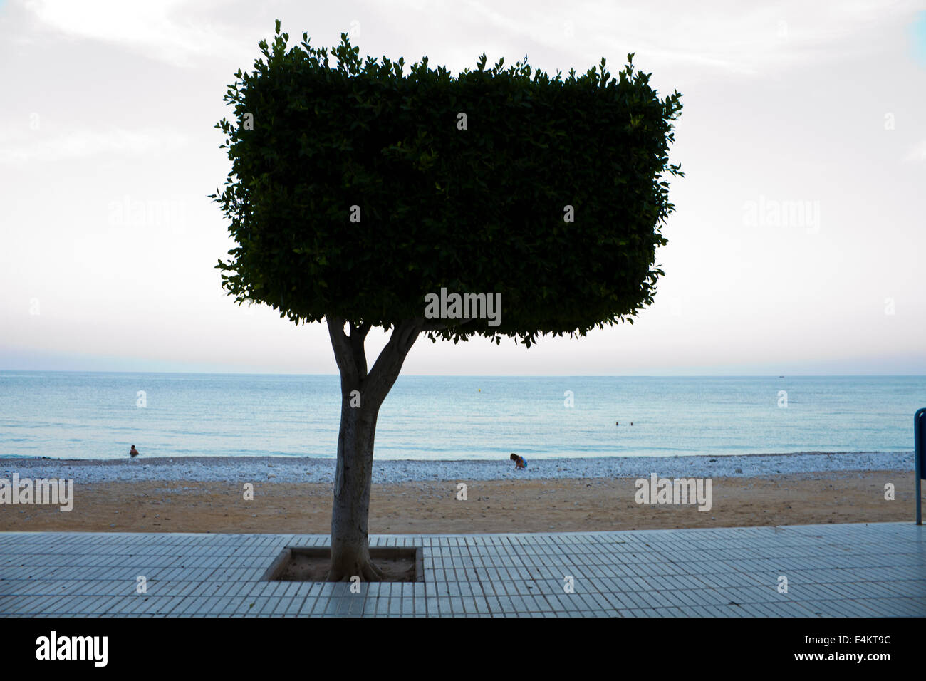 Walnut juglans regia single tree hi-res stock photography and images ...