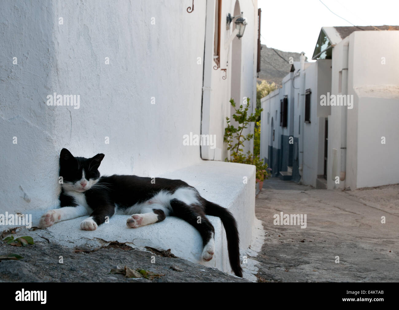 Cat snoozing in narrow alley in Lindos, Rhodes, Greece Stock Photo - Alamy