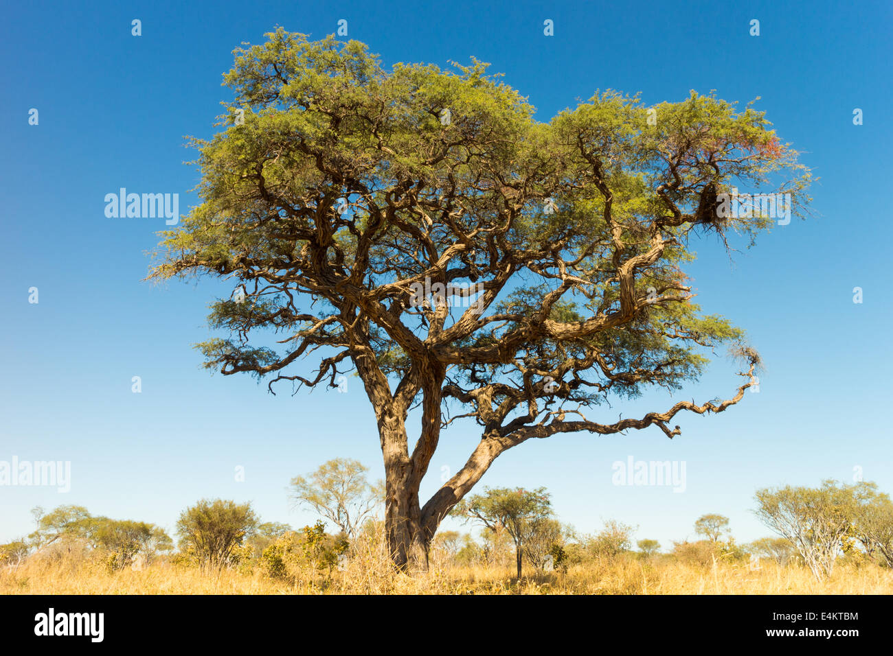 Camel Thorn Tree Botswan Stock Photo - Alamy