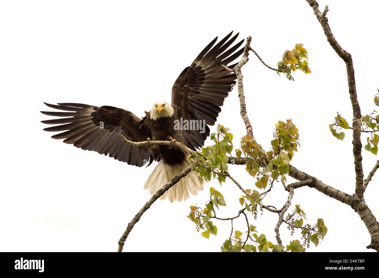 Bald eagle landing hi-res stock photography and images - Alamy