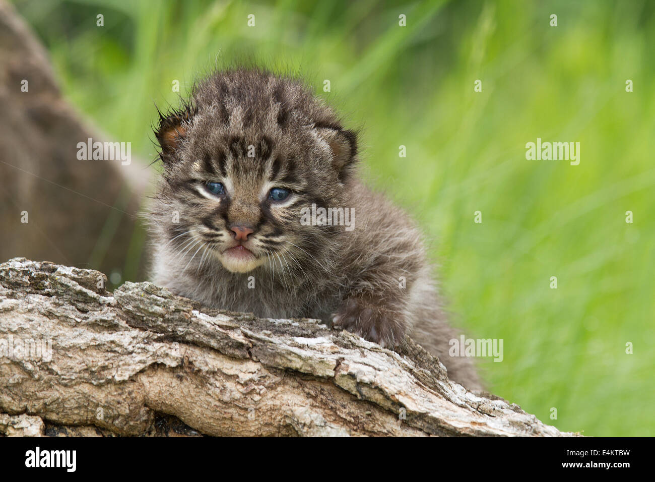 A Bobcat kitten looking over the top of a log, Minnesota Wildlife ...