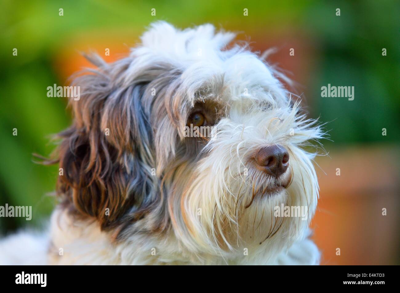White havanese dog hi-res stock photography and images - Alamy