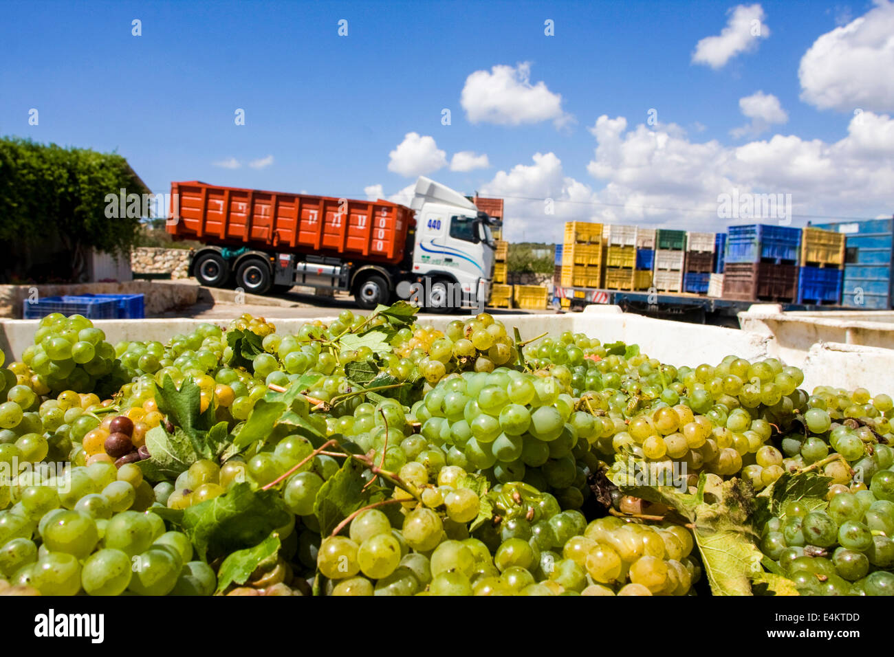 Israeli wine hi-res stock photography and images - Alamy