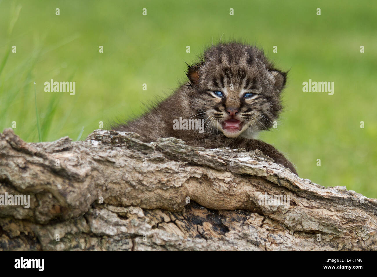 Baby Bobcat
