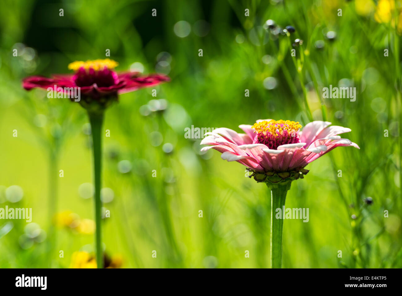 Beautiful red zinnia elegans hi-res stock photography and images - Alamy