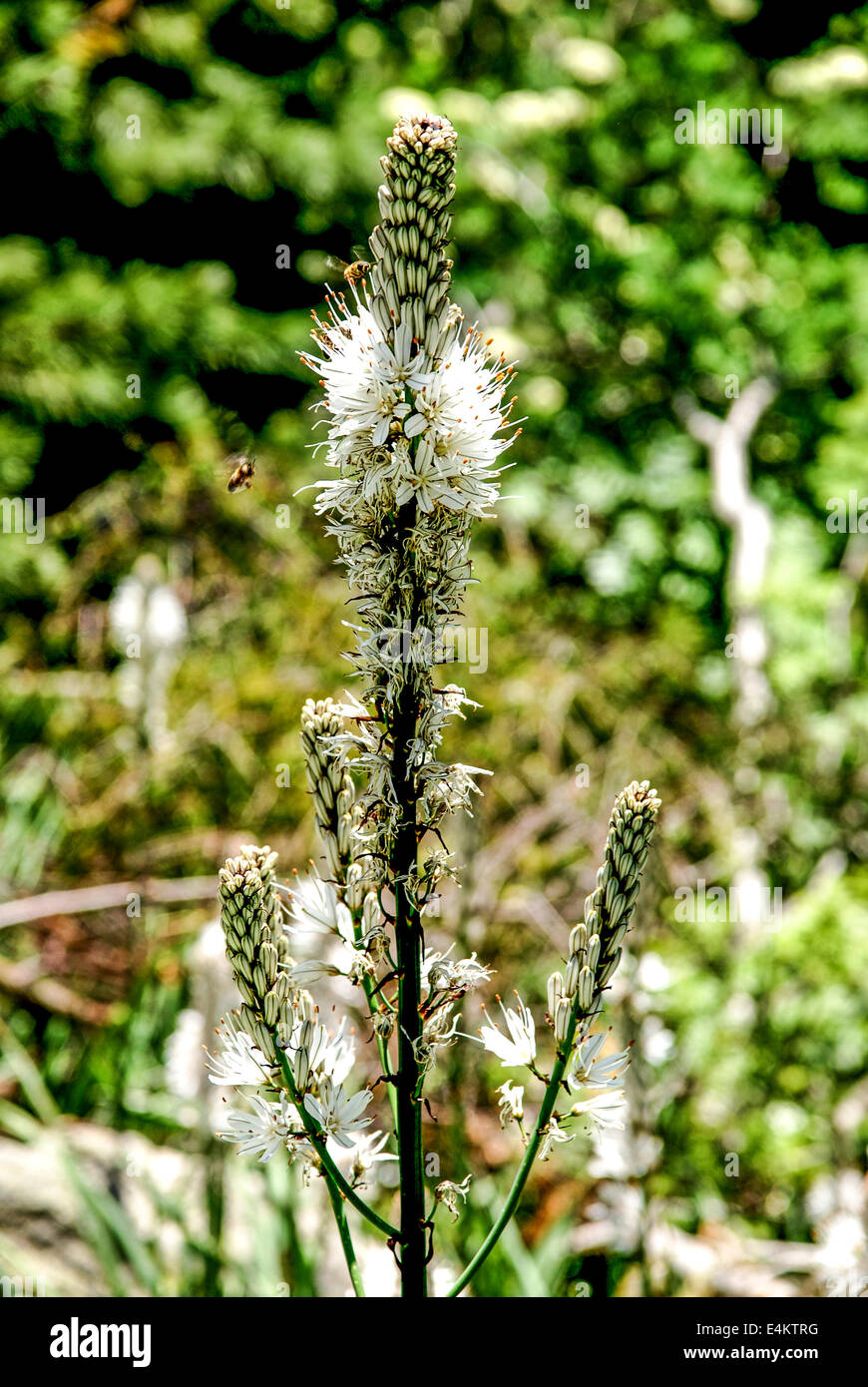 White asphodel plant asphodelus albus High Resolution Stock Photography ...