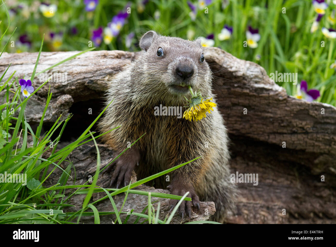 Goundhog hi-res stock photography and images - Alamy