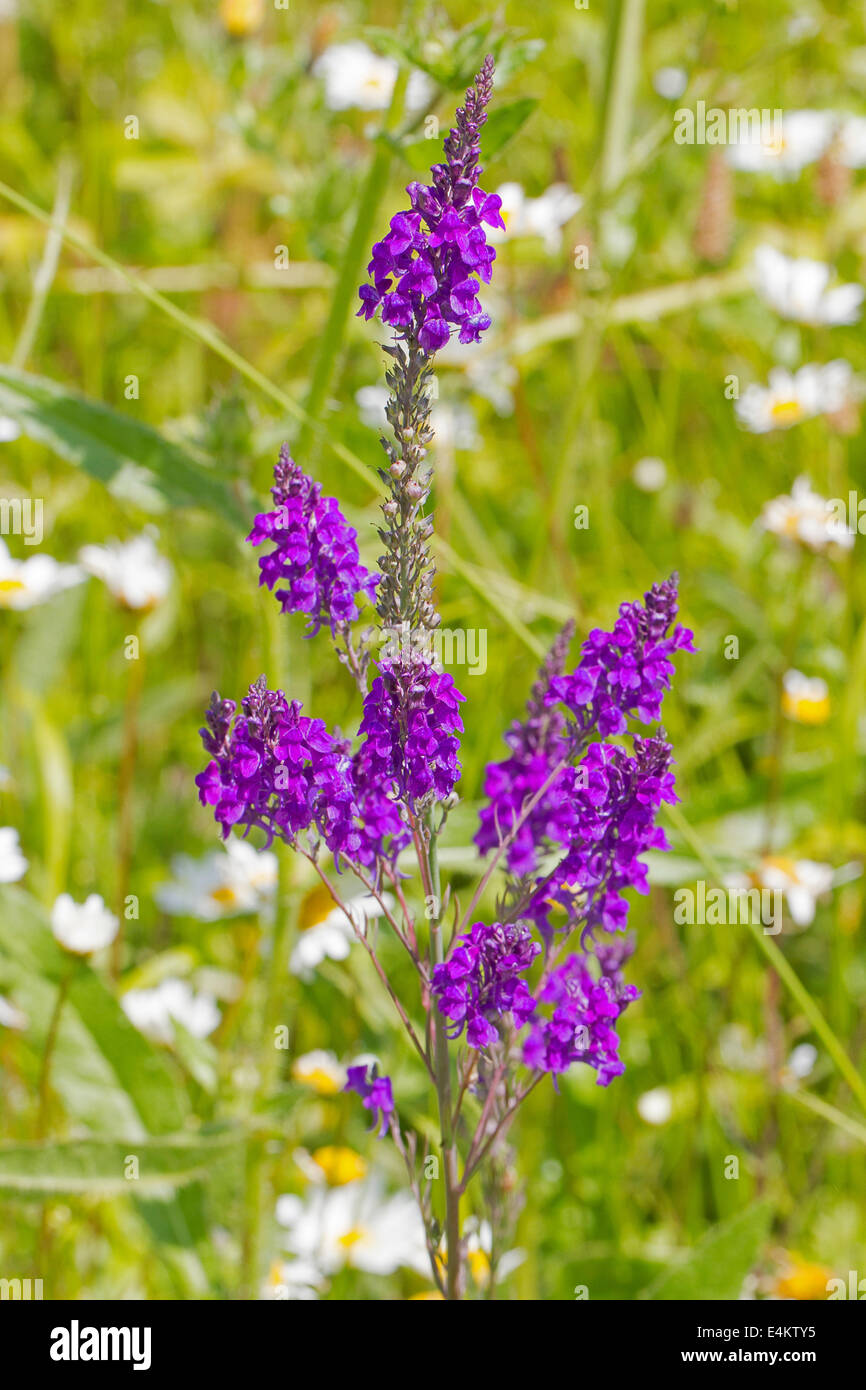 Purple Toadflax (Linaria purpurea Stock Photo - Alamy