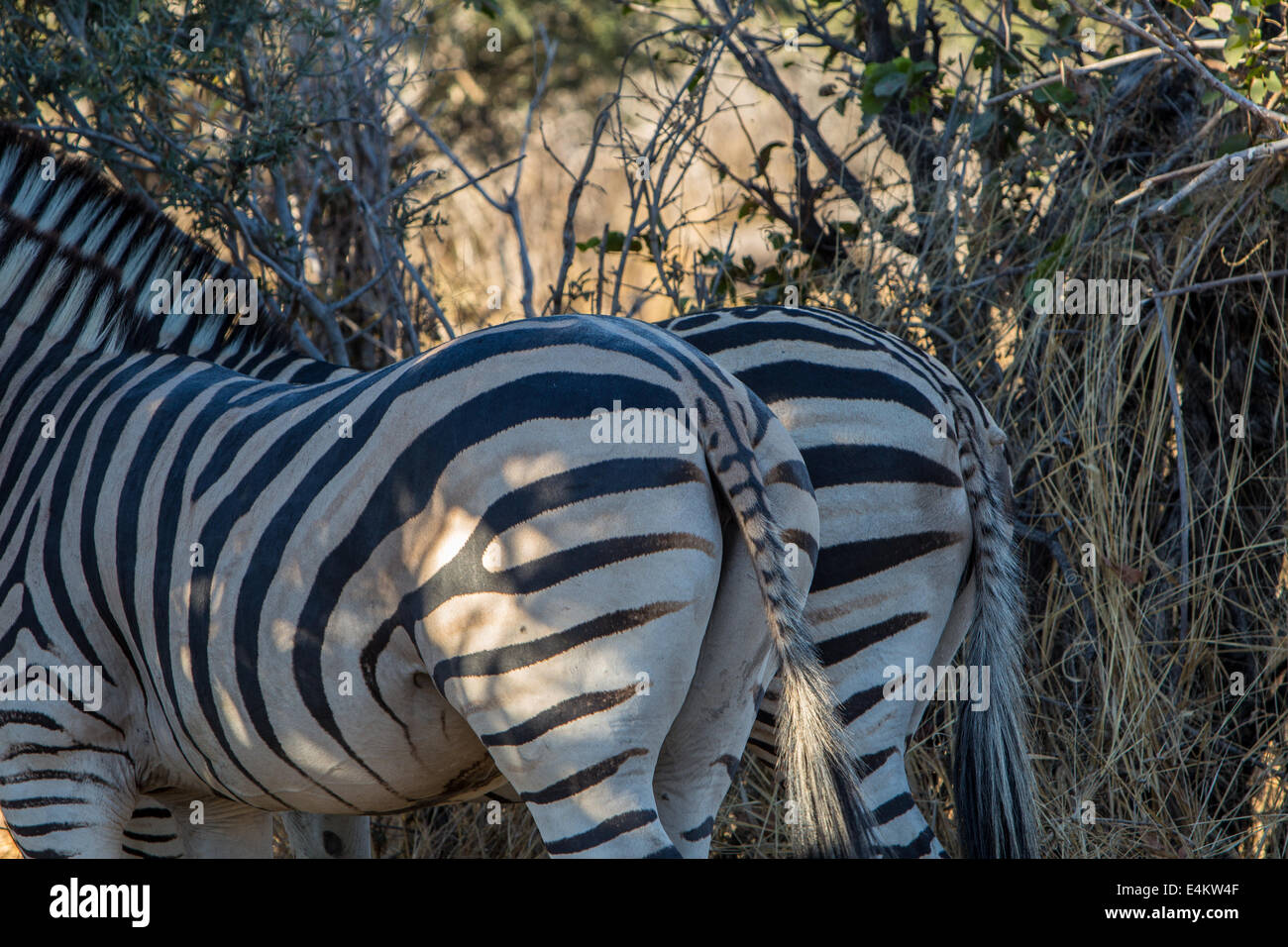Two Zebra bottoms Stock Photo - Alamy