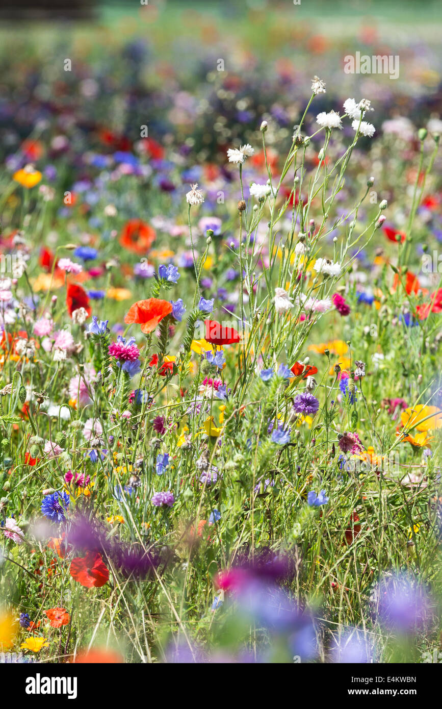 wild flowers in a meadow Stock Photo - Alamy