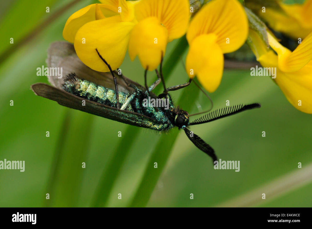 Forester moth hi-res stock photography and images - Alamy