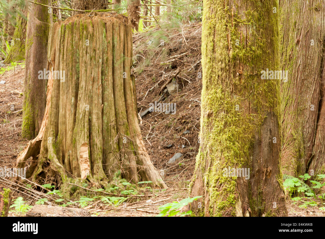 Large old growth trees Stock Photo - Alamy