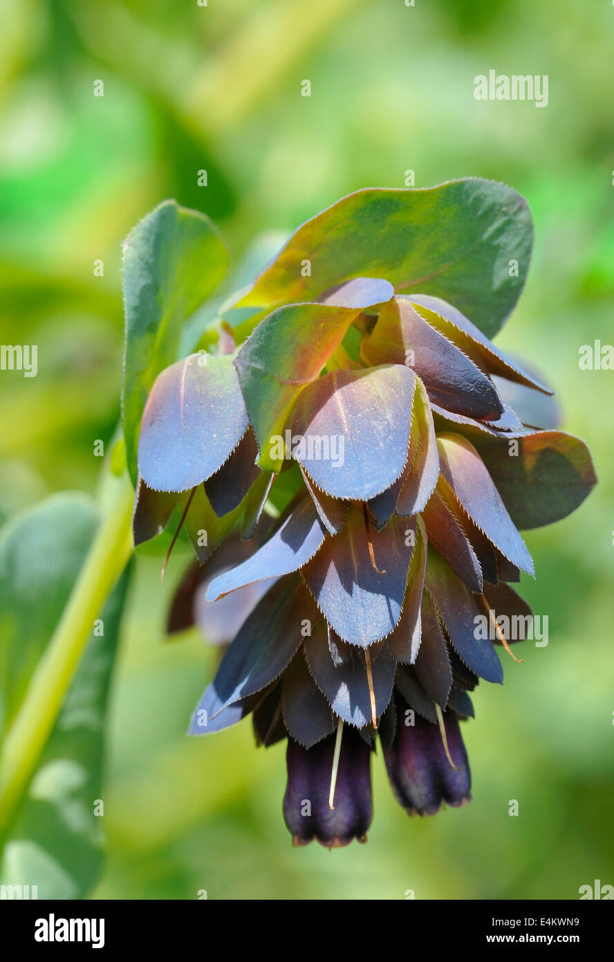 Honeywort - Cerinthe major purpurascens Purple form Stock Photo - Alamy