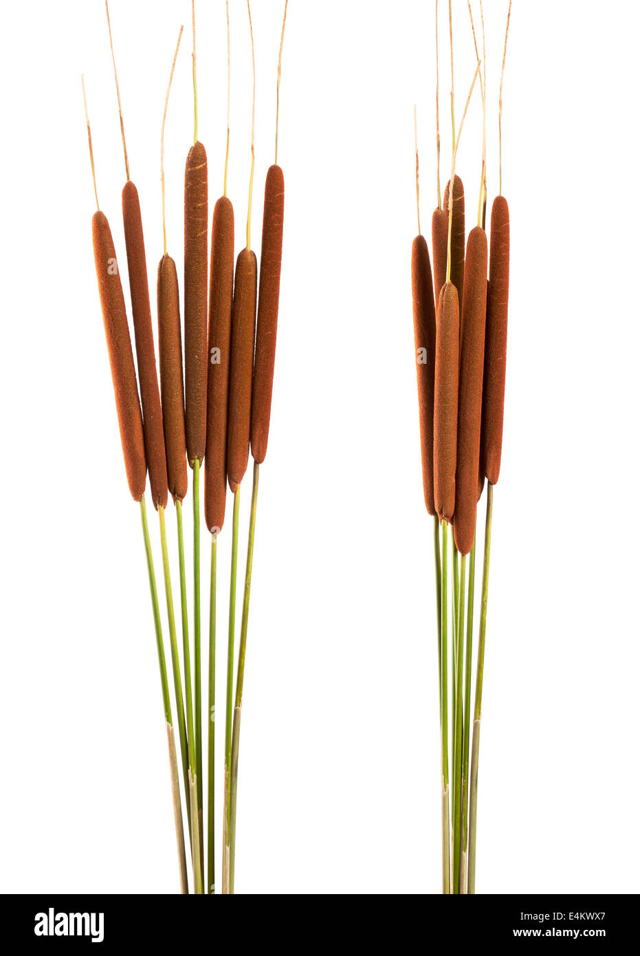 On bulrush Cut Out Stock Images & Pictures - Alamy