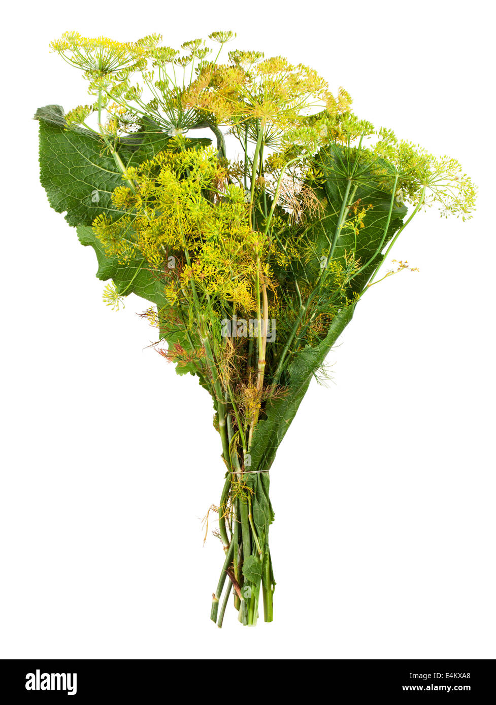 Flowers branches leaves on Cut Out Stock Images & Pictures - Alamy