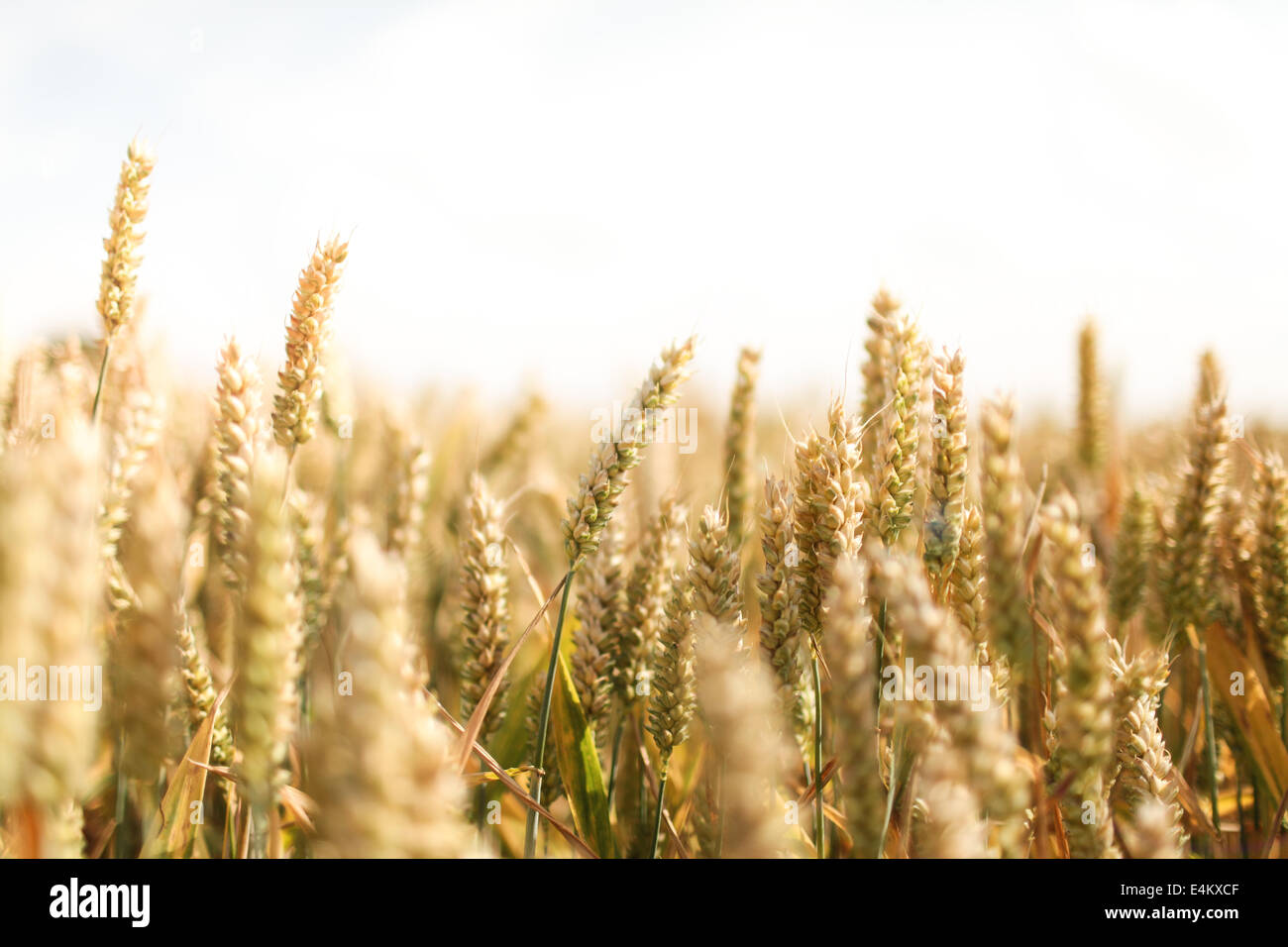 Wheat fields in summer Stock Photo - Alamy