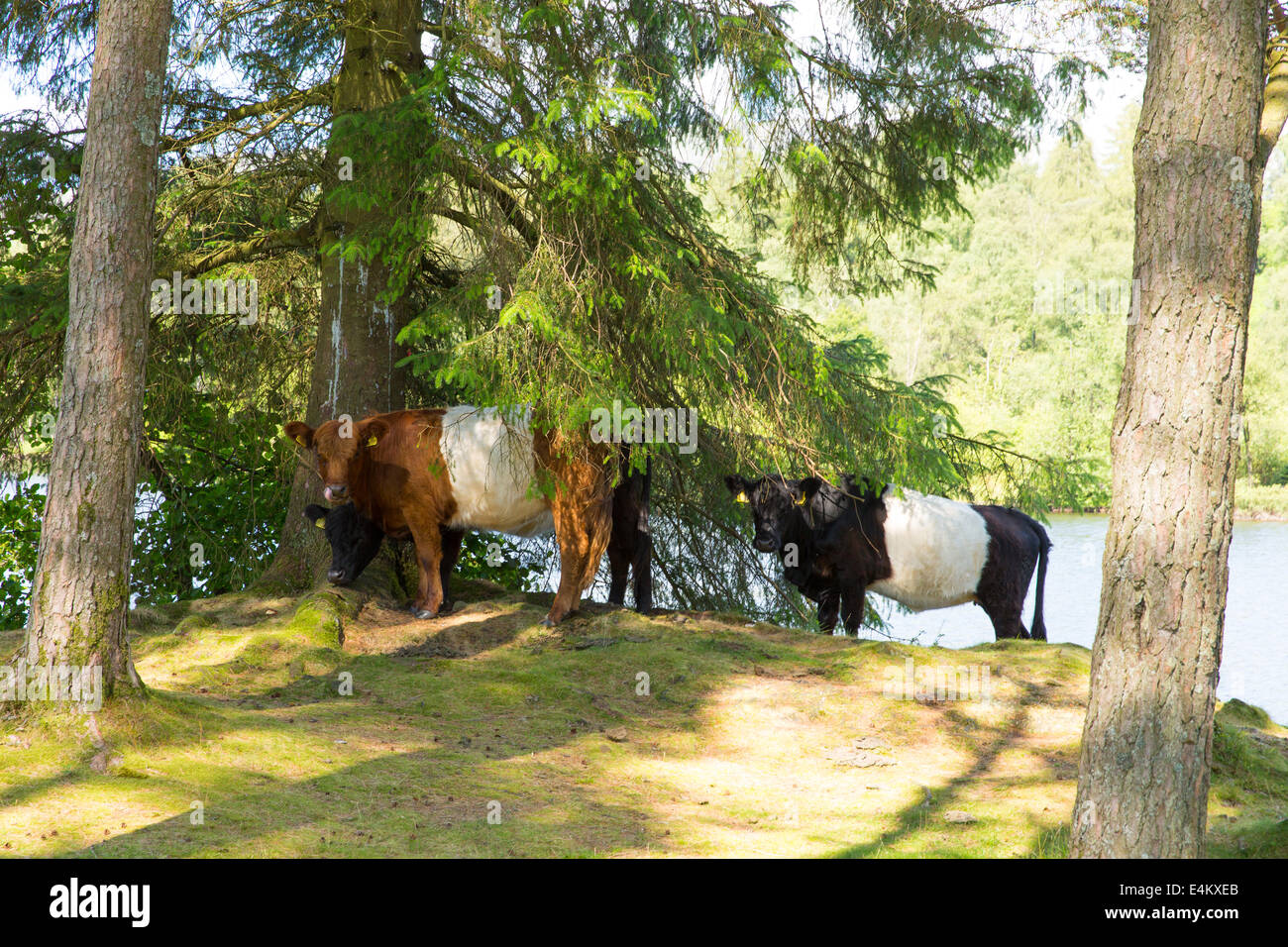 Belted Galloway cow breed of cattle from west side of southern Scotland ...