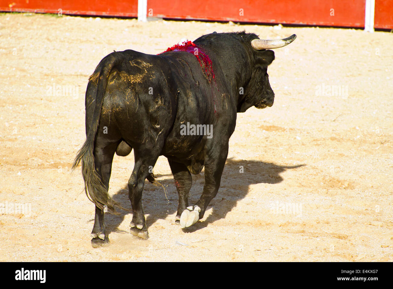 Spanish bull. Bullfight. Animal of great strength and nobility Stock ...