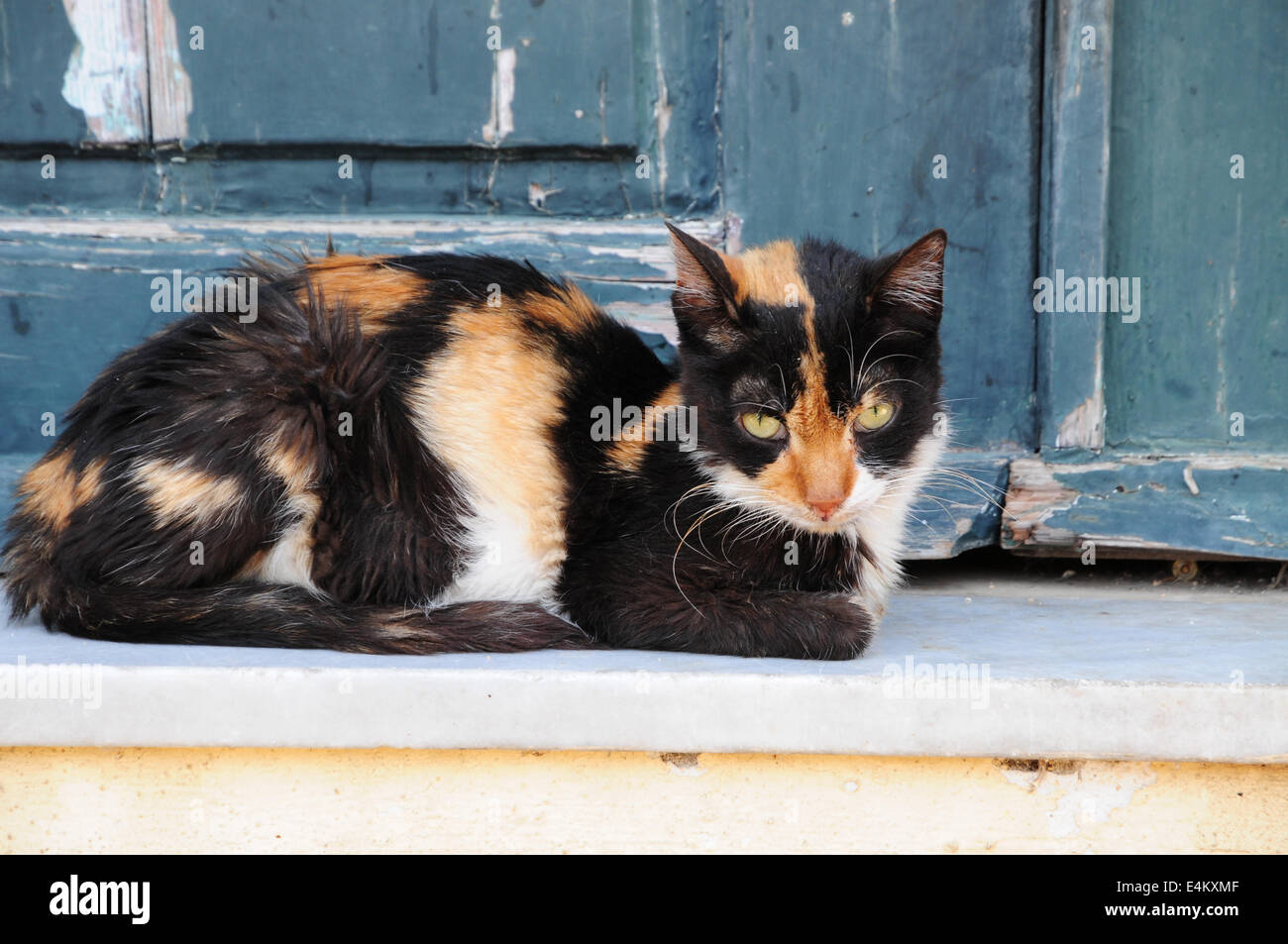 Stray tortoiseshell cat in Greece Stock Photo - Alamy