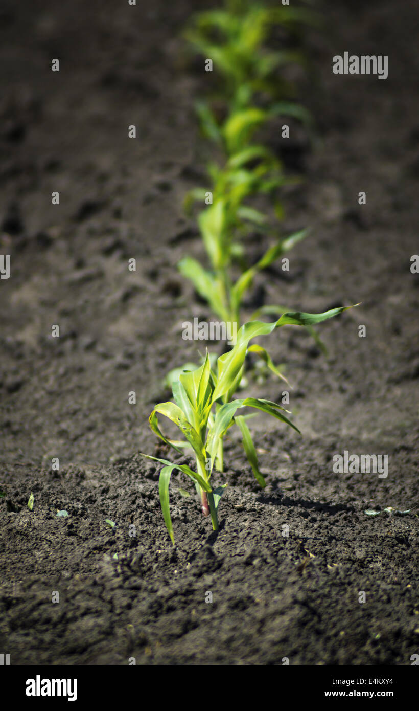 Agriculture farm corn hi-res stock photography and images - Alamy