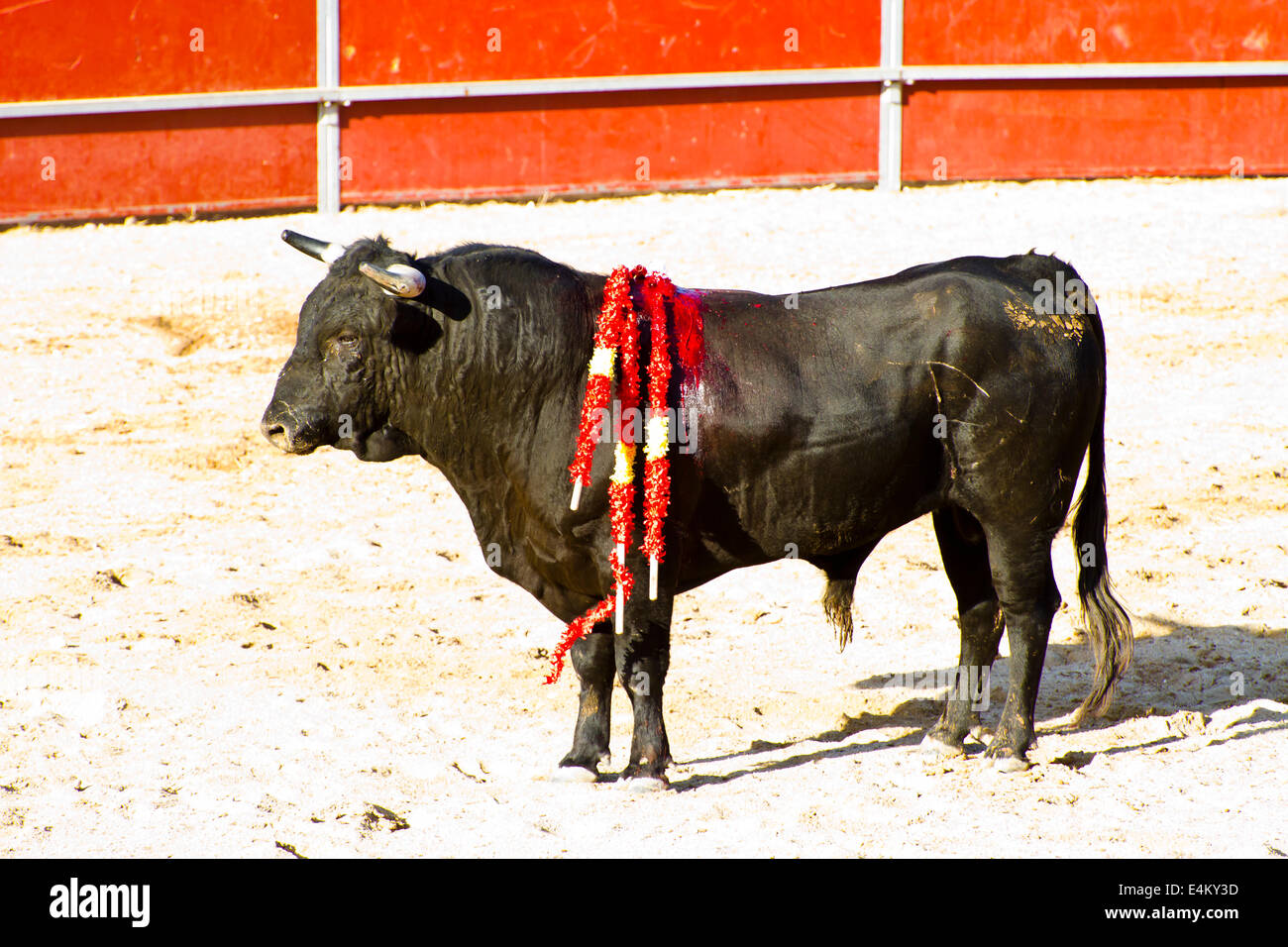 Spanish bull. Bullfight. Animal of great strength and nobility Stock ...
