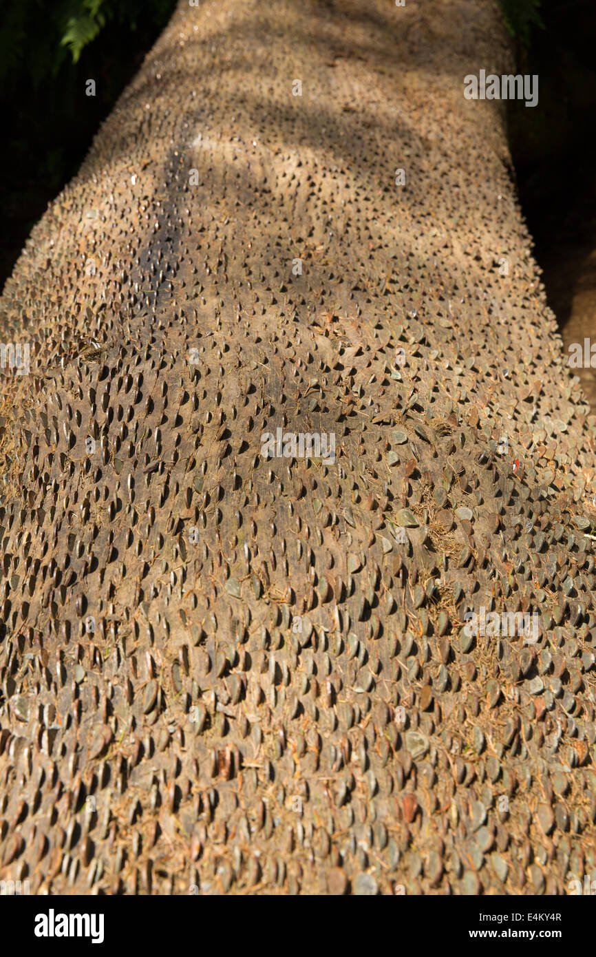 The famous coin tree at Tarn Hows Lake District National Park England ...