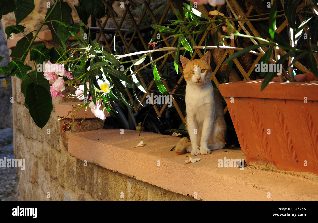 Feral cat rhodes hi-res stock photography and images - Alamy