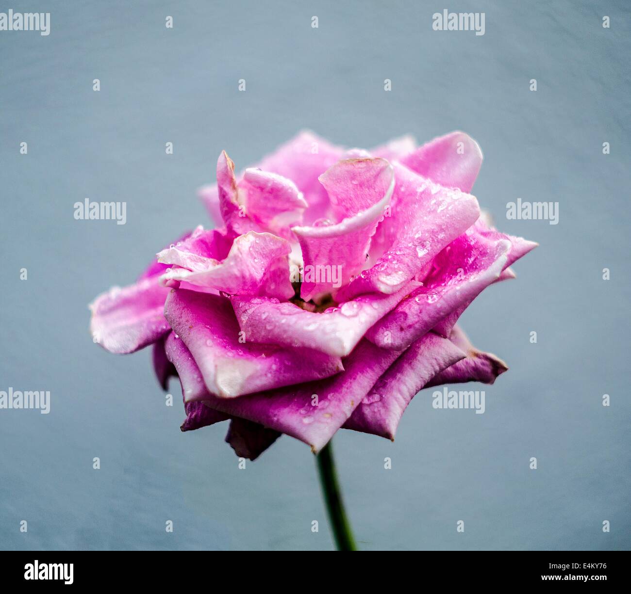 Scratched flower hi-res stock photography and images - Alamy