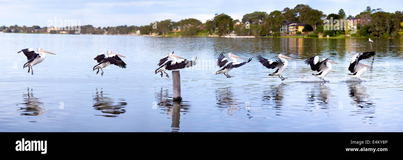 Bird landing multi frame hi-res stock photography and images - Alamy