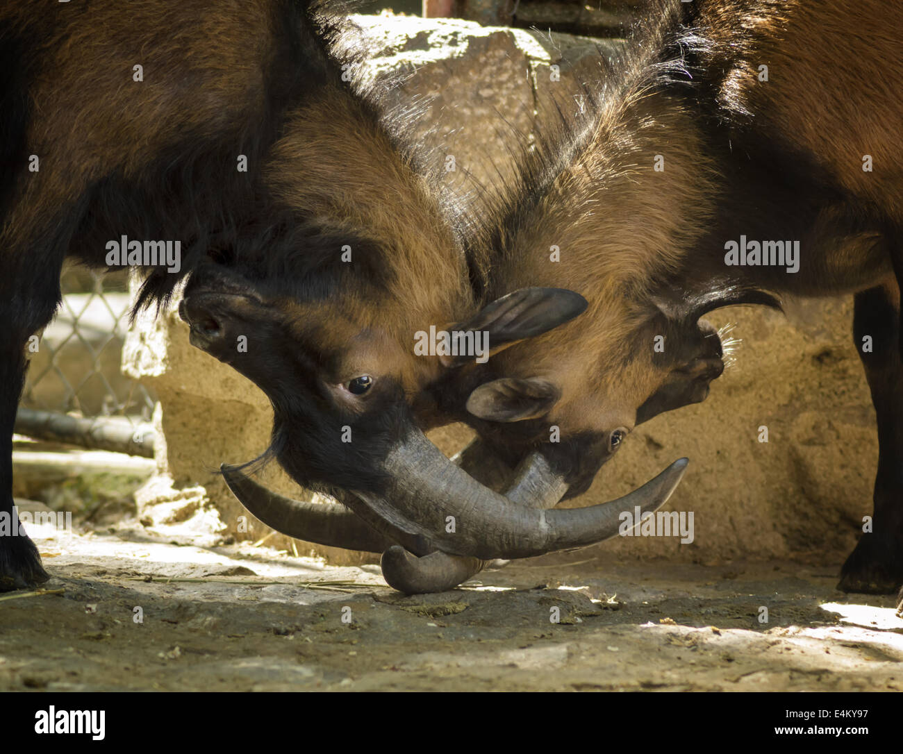 Two angry goats fight for female/territory Stock Photo - Alamy