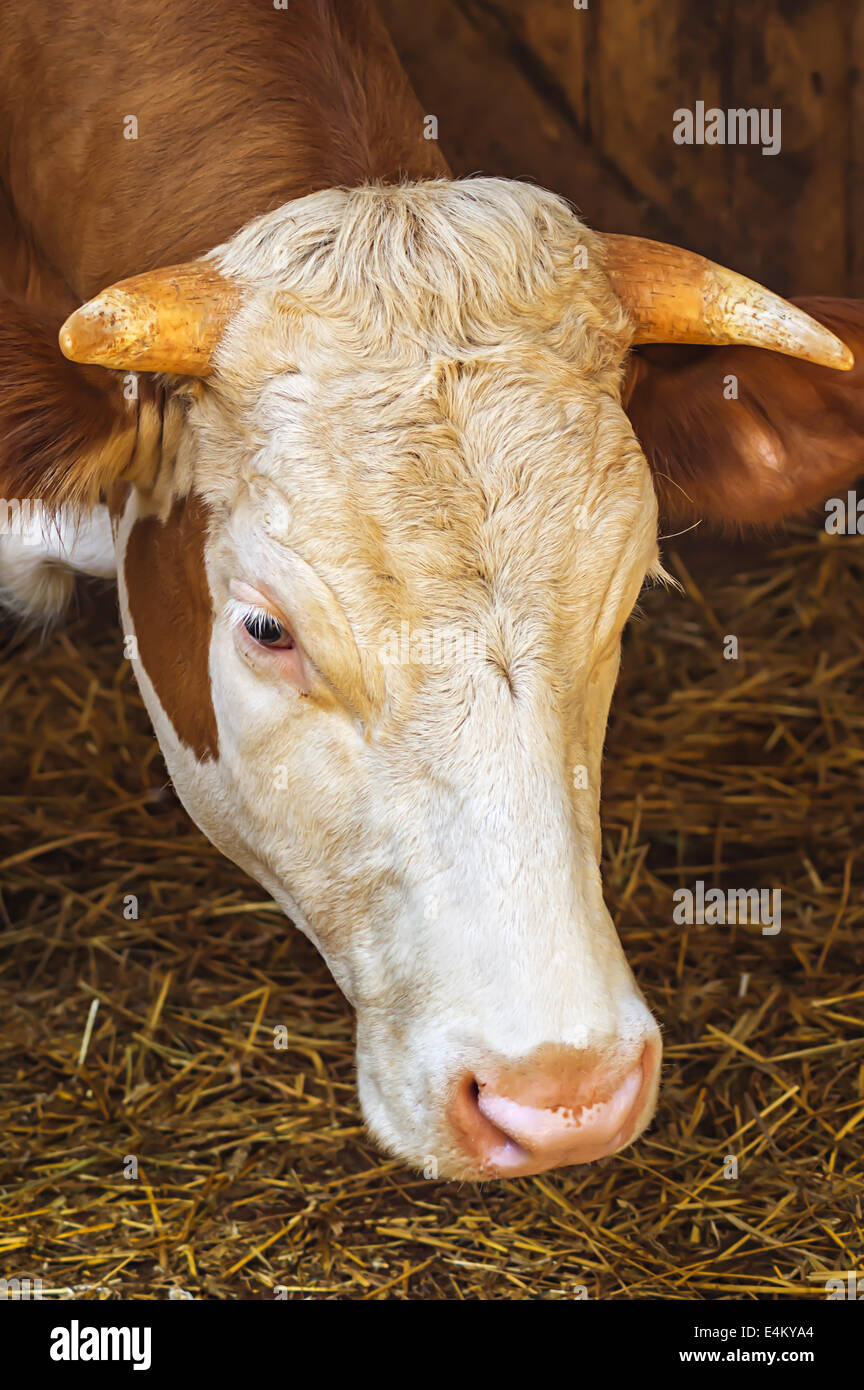 Simmental cow standing in a stall on a farm with shallow depth of field ...