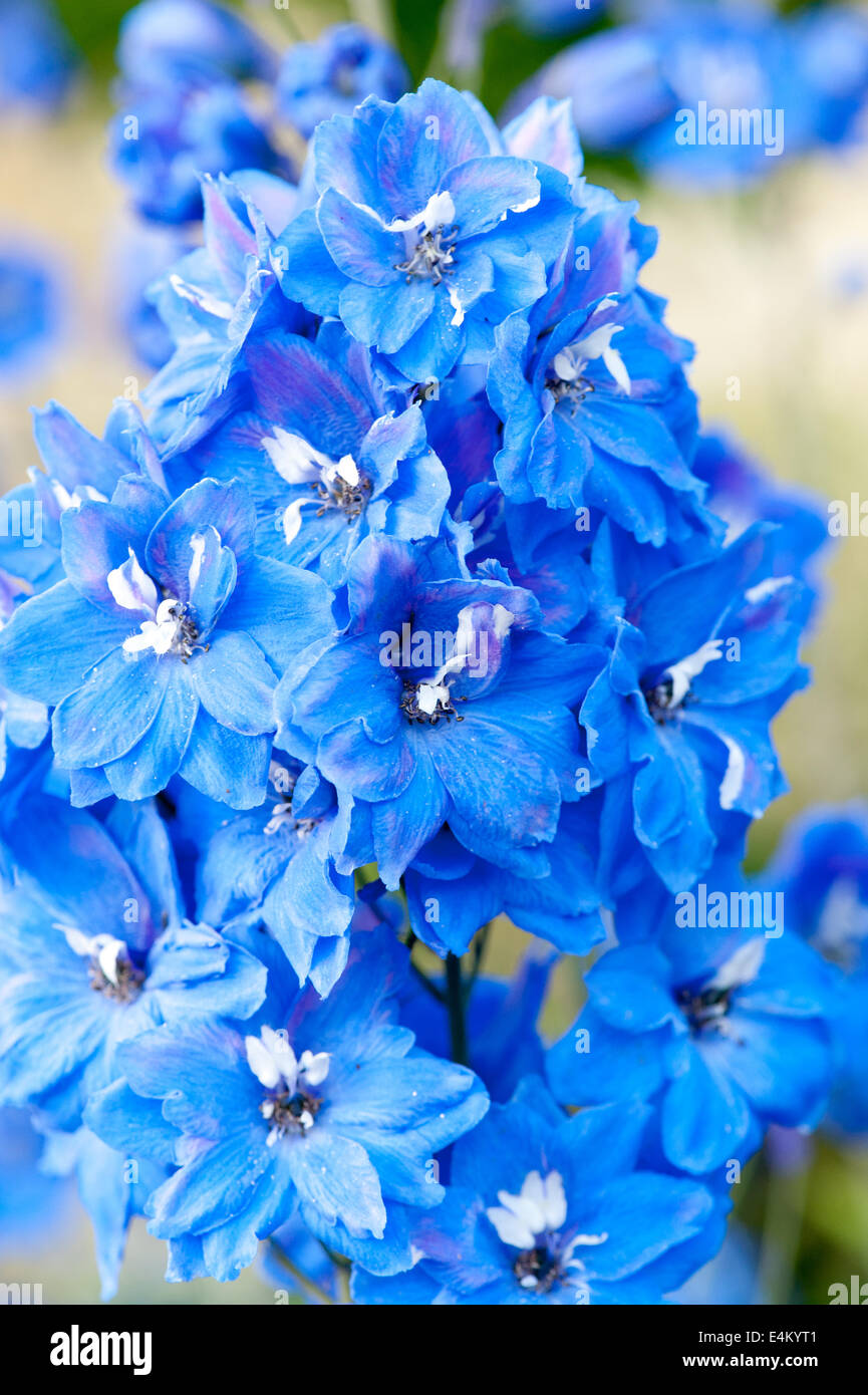 Close up blue garden hi-res stock photography and images - Alamy
