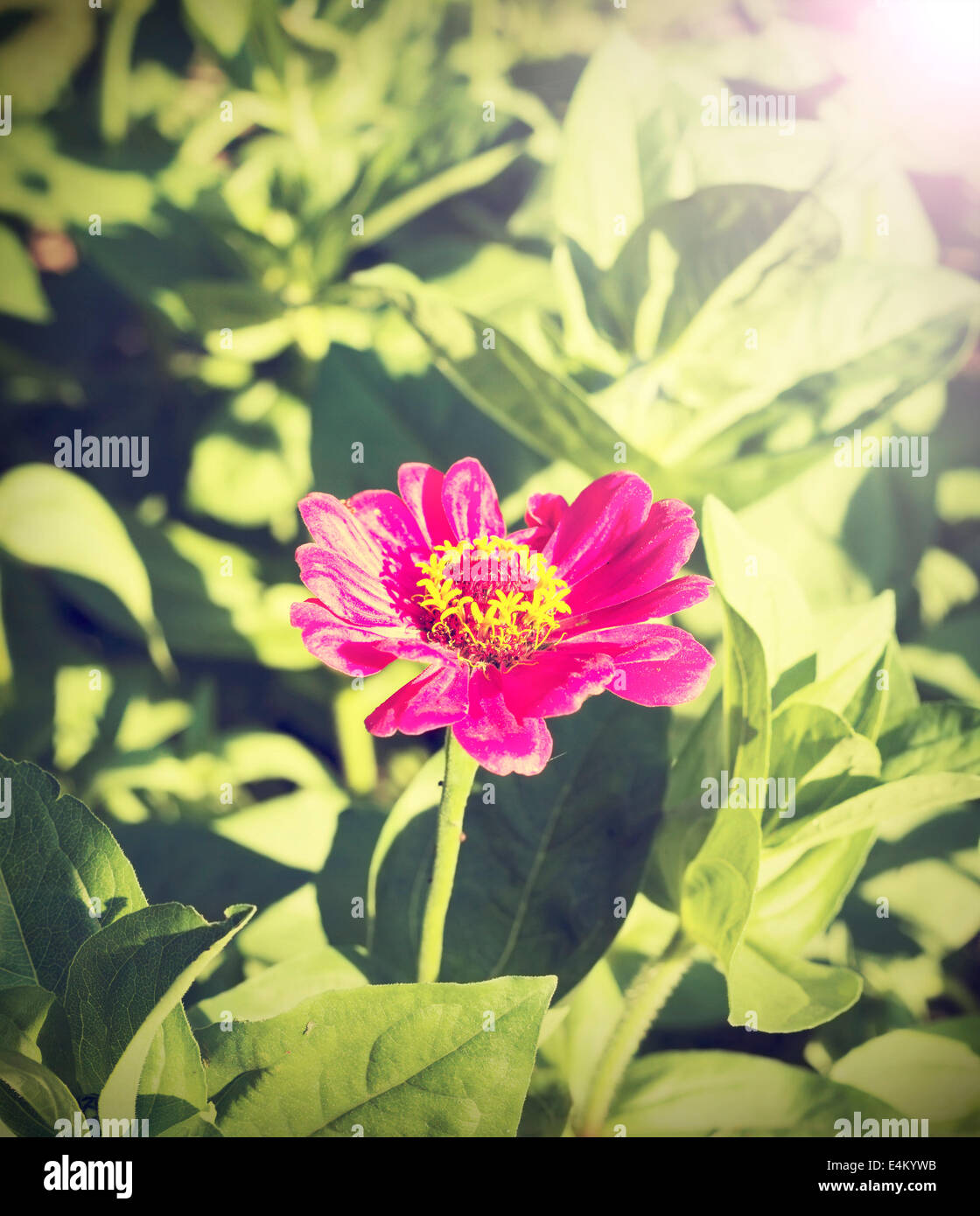 Vintage zinnia flower, nature background Stock Photo - Alamy