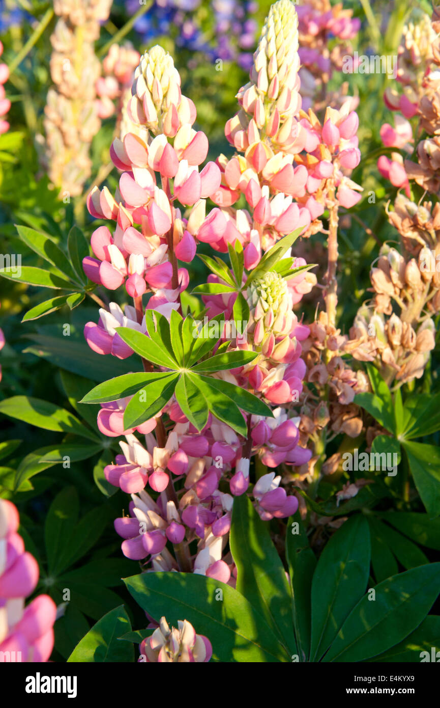 Lupine in the garden Latin name Lupinus polyphyllus Stock Photo - Alamy