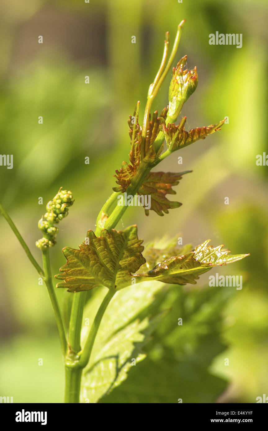Spring buds sprouting on a grape vine in the vineyard. Shallow depth of ...