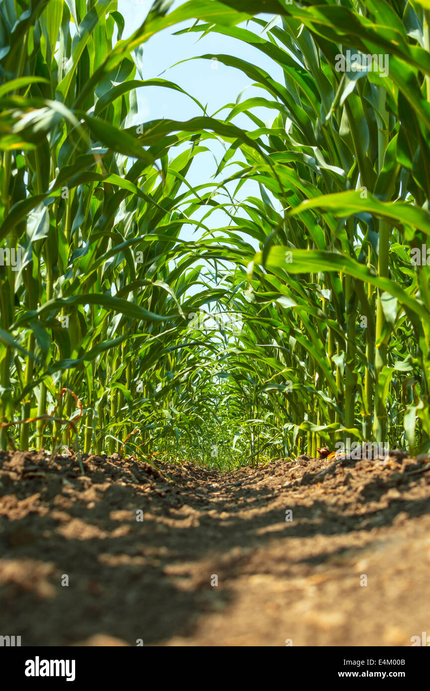 Grain field season corn hi-res stock photography and images - Alamy