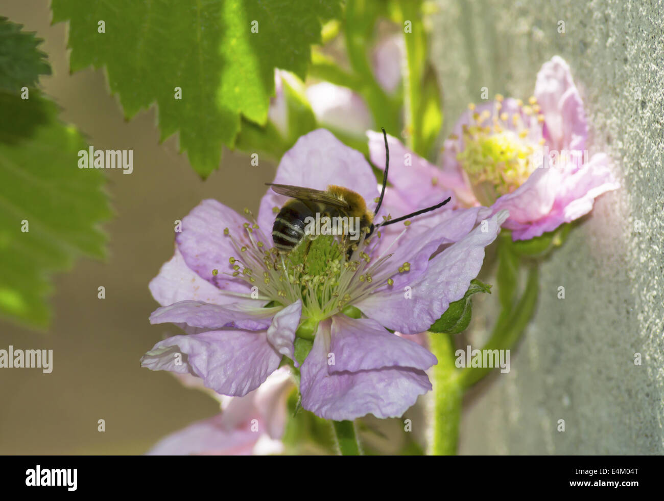 A honey bee on a raspberry flower, spring season background image Stock ...