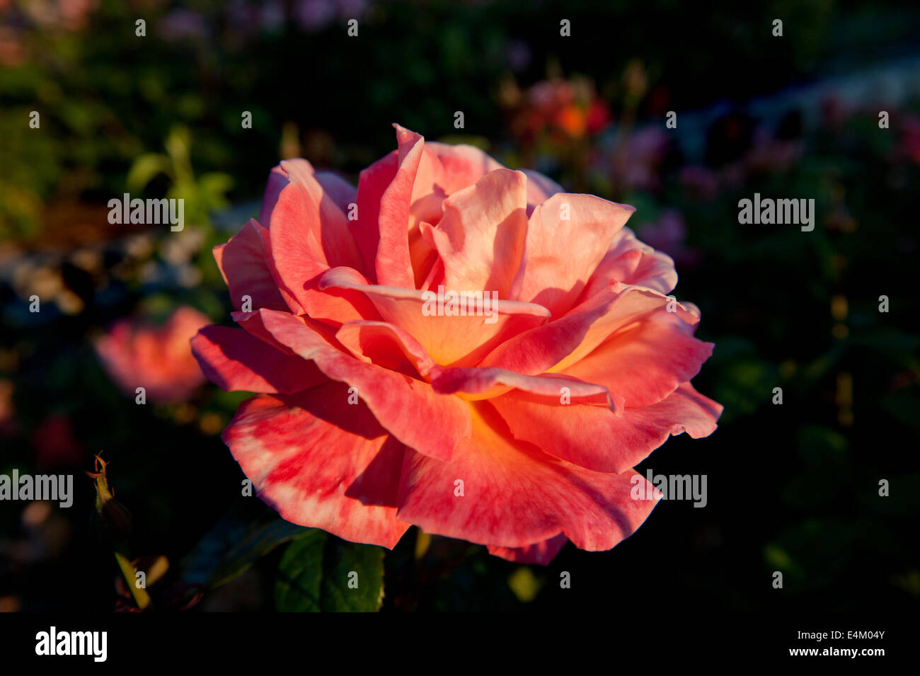 A pink rose in full bloom Stock Photo - Alamy