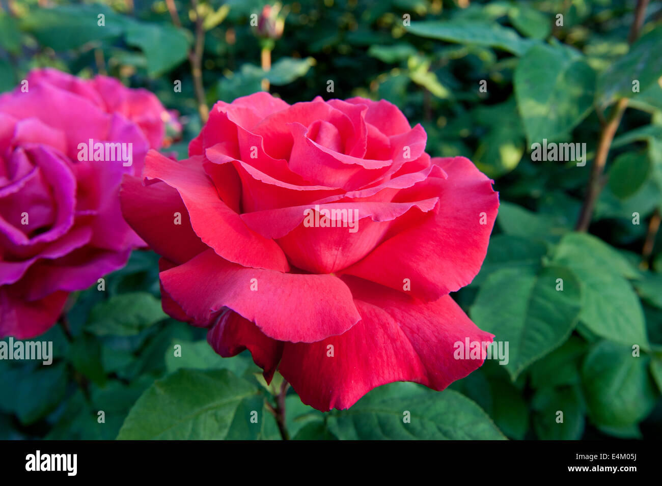 Beautiful red roses in the garden Stock Photo - Alamy