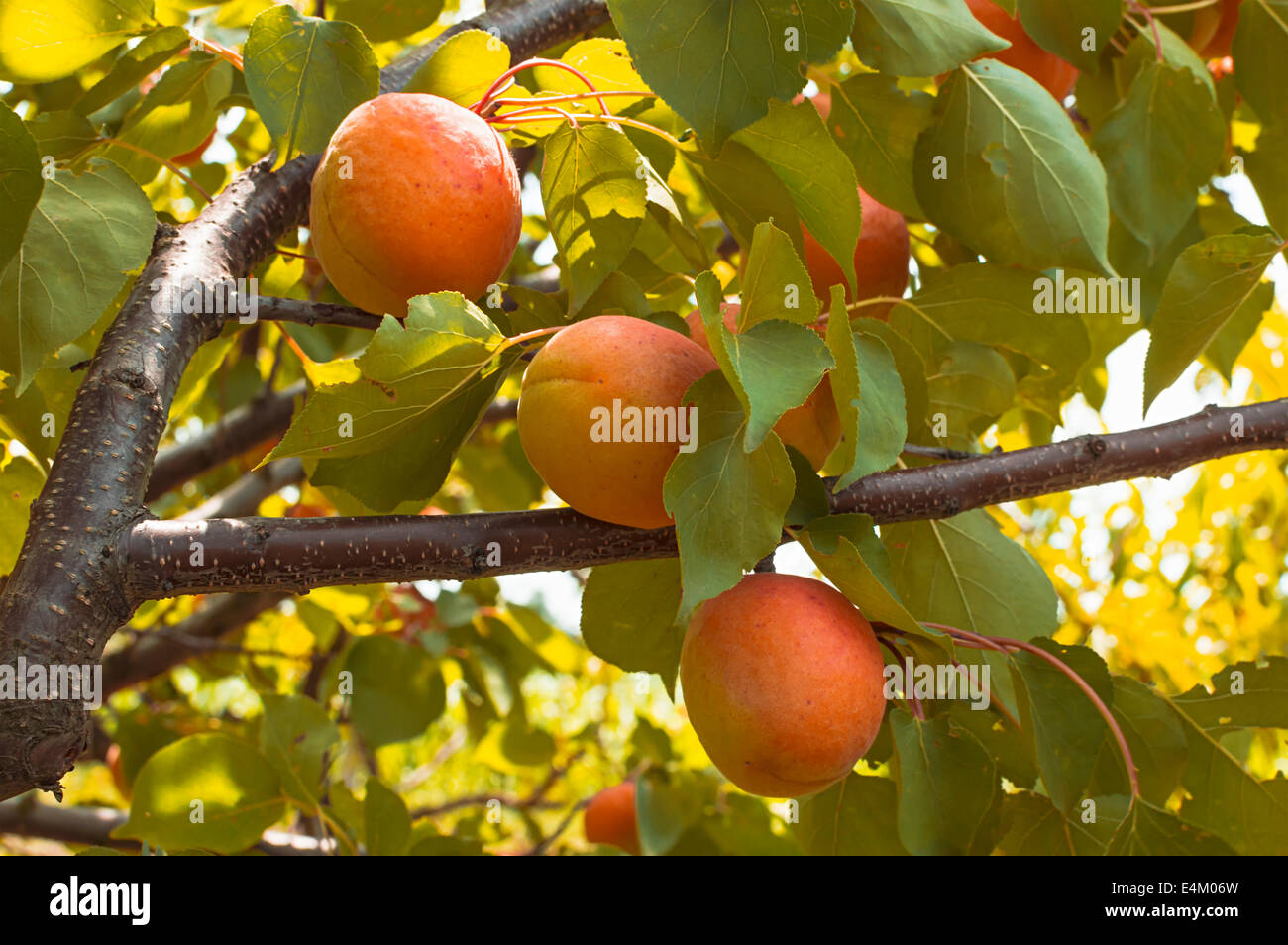 Ripe apricots fruit in the orchard Stock Photo - Alamy