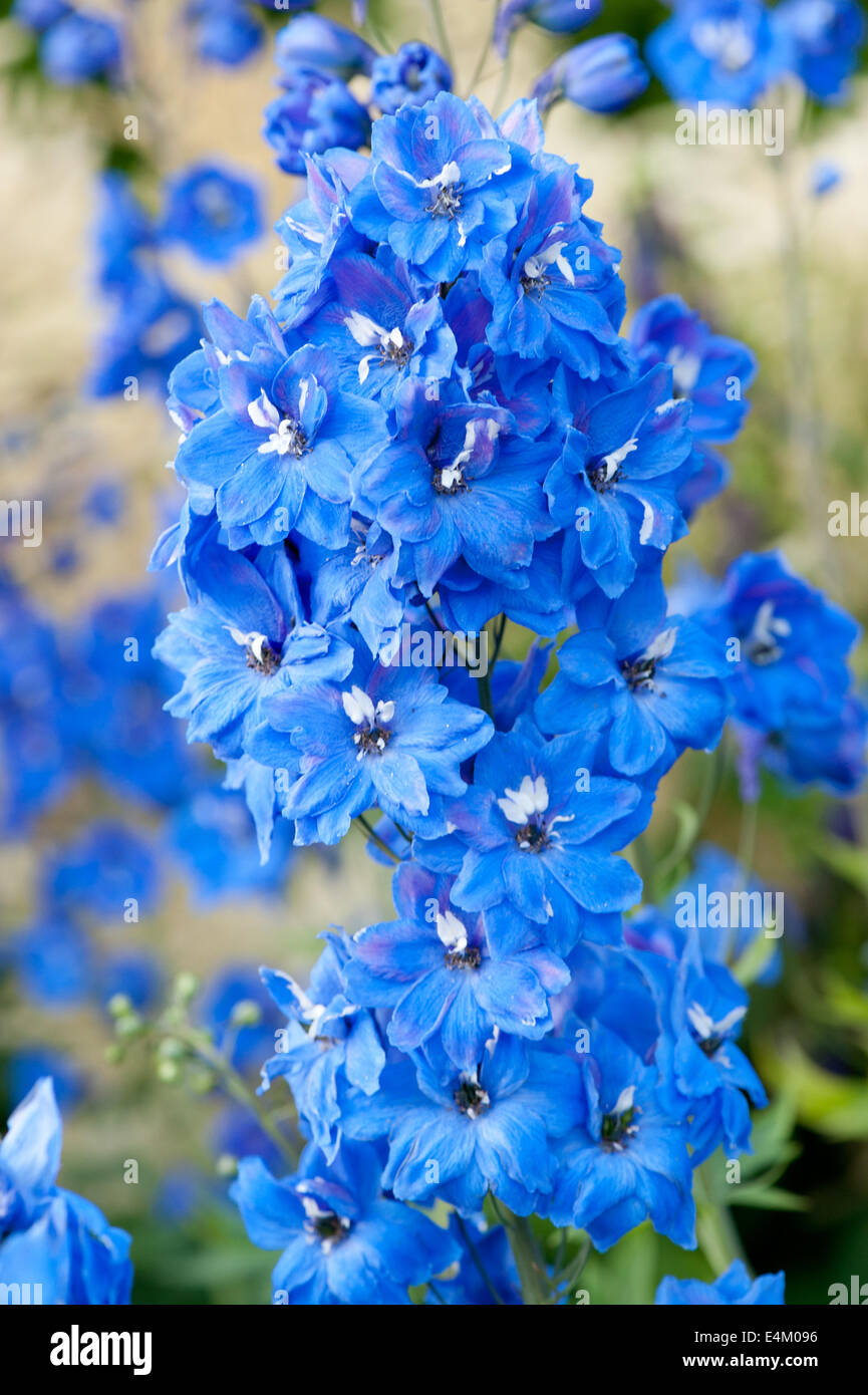 Close up blue garden hi-res stock photography and images - Alamy