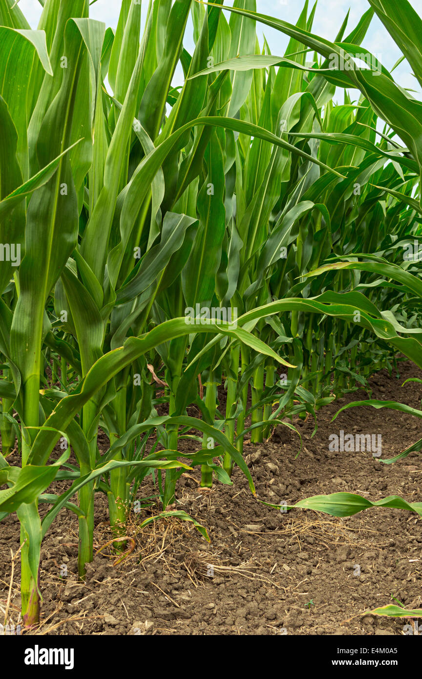 Agriculture farming leaf nature hi-res stock photography and images - Alamy